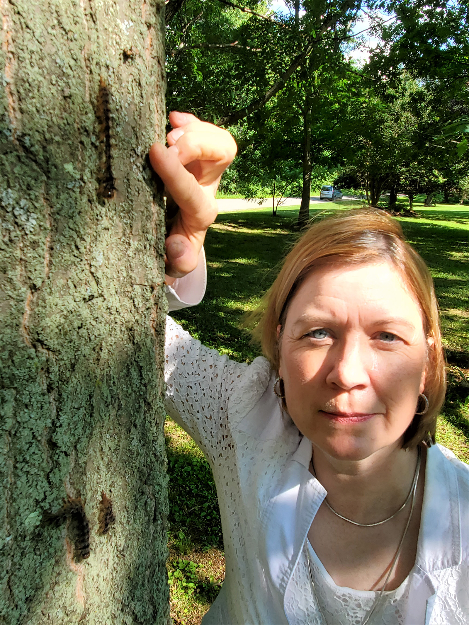 Tree Hangers | News, Sports, Jobs - Times Observer